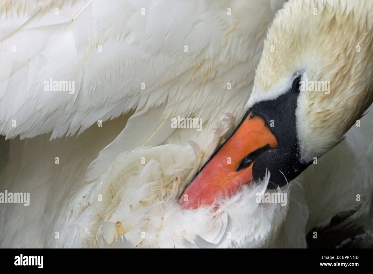 Black ruffle feathers hi-res stock photography and images - Alamy