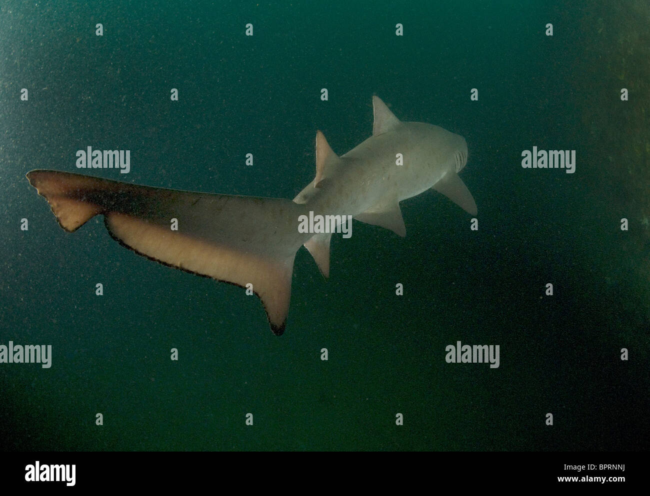 Sand Tiger shark, Odontaspis taurus, on Wreck of the Spar off Morehead ...