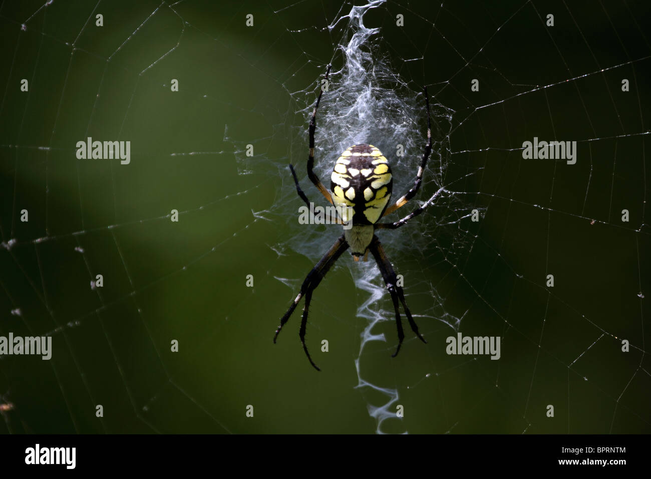 A Female Black and Yellow Garden Spider, Argiope aurantia. Also called ...