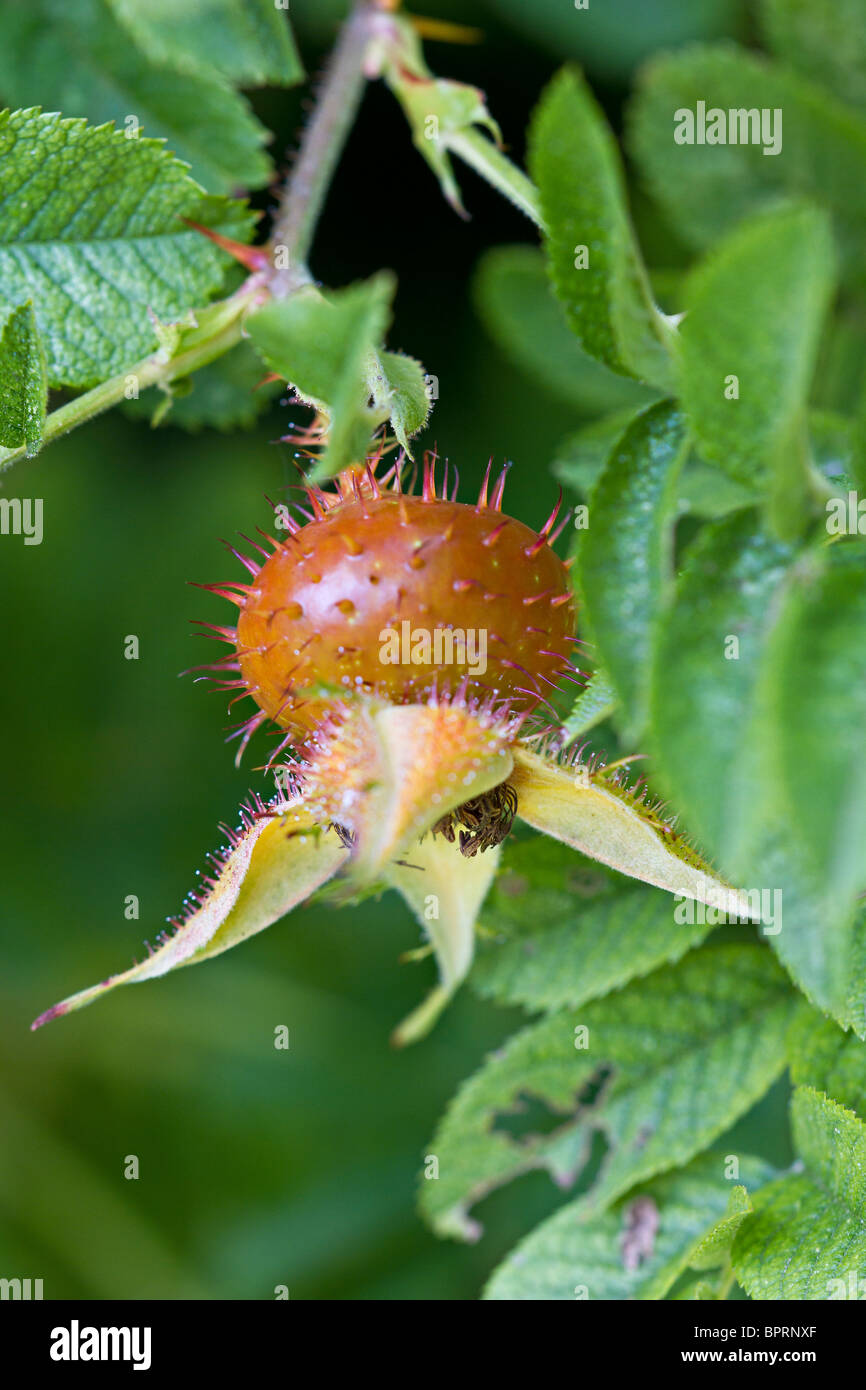 A single large hip from the Chestnut Rose (Rosa roxburghii) in early ...