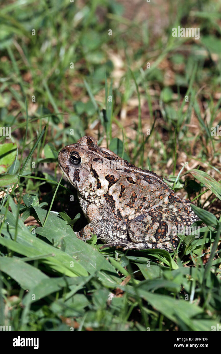 An American Toad, Bufo americanus, sitting in the grass. Leamings Run ...