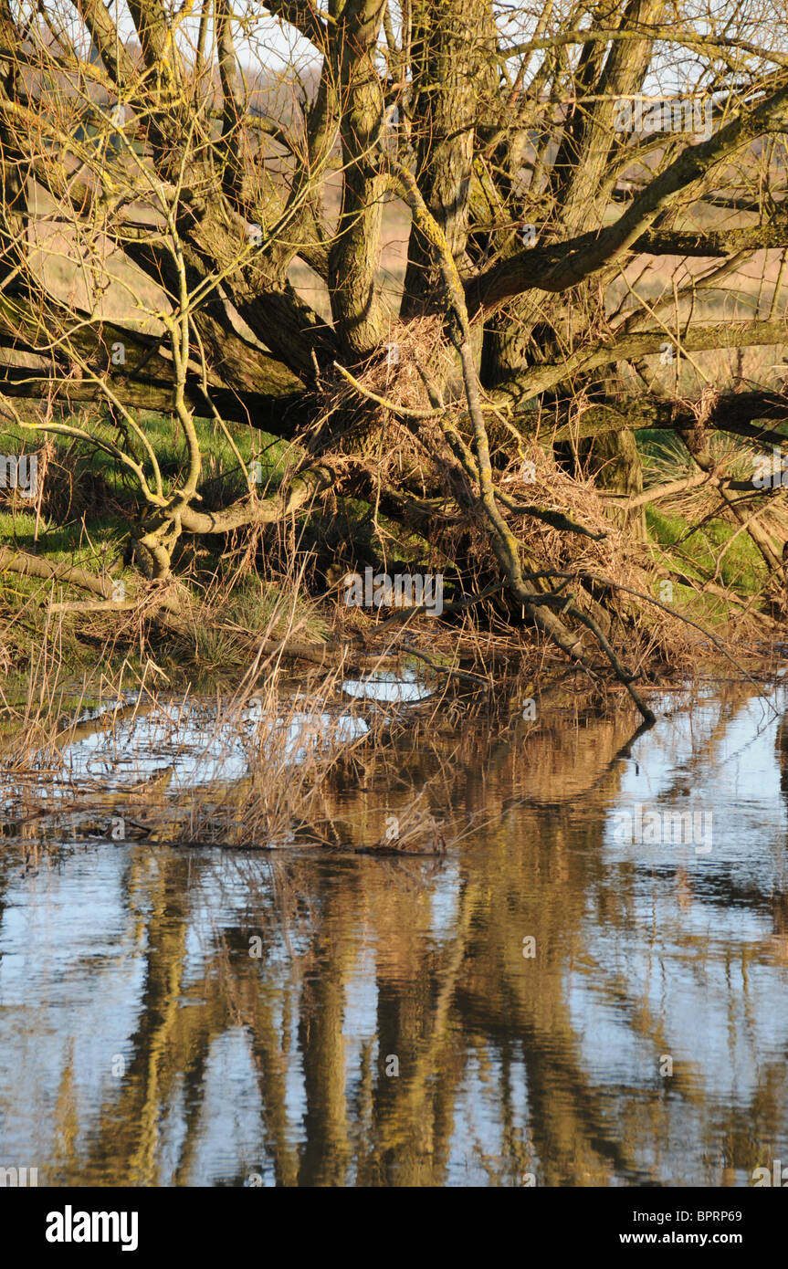 Tree roots reflection in hi-res stock photography and images - Alamy