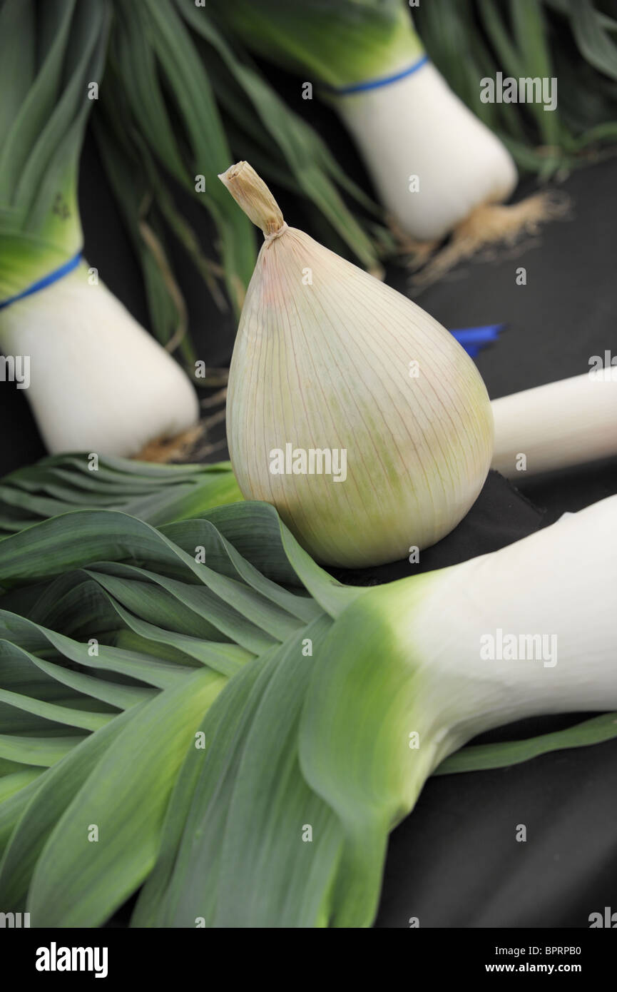 A giant prize-winning onion and leeks on display in a summer ...