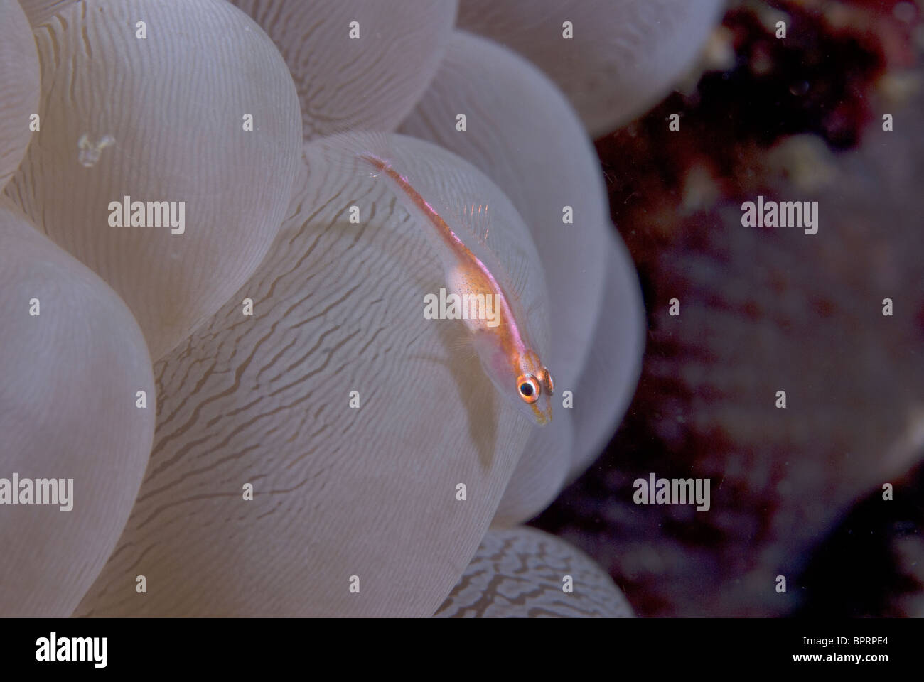 Neon pygmy goby, Eviota pellucida, Peurto Galera, Philippines, Pacific ...