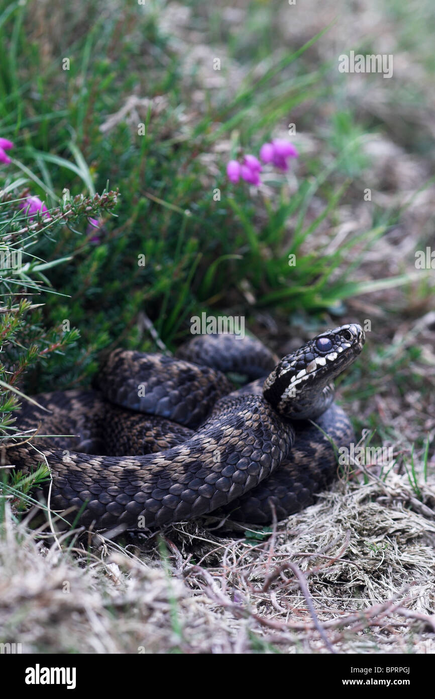 Adder coiled by heather. Somerset. UK Stock Photo - Alamy