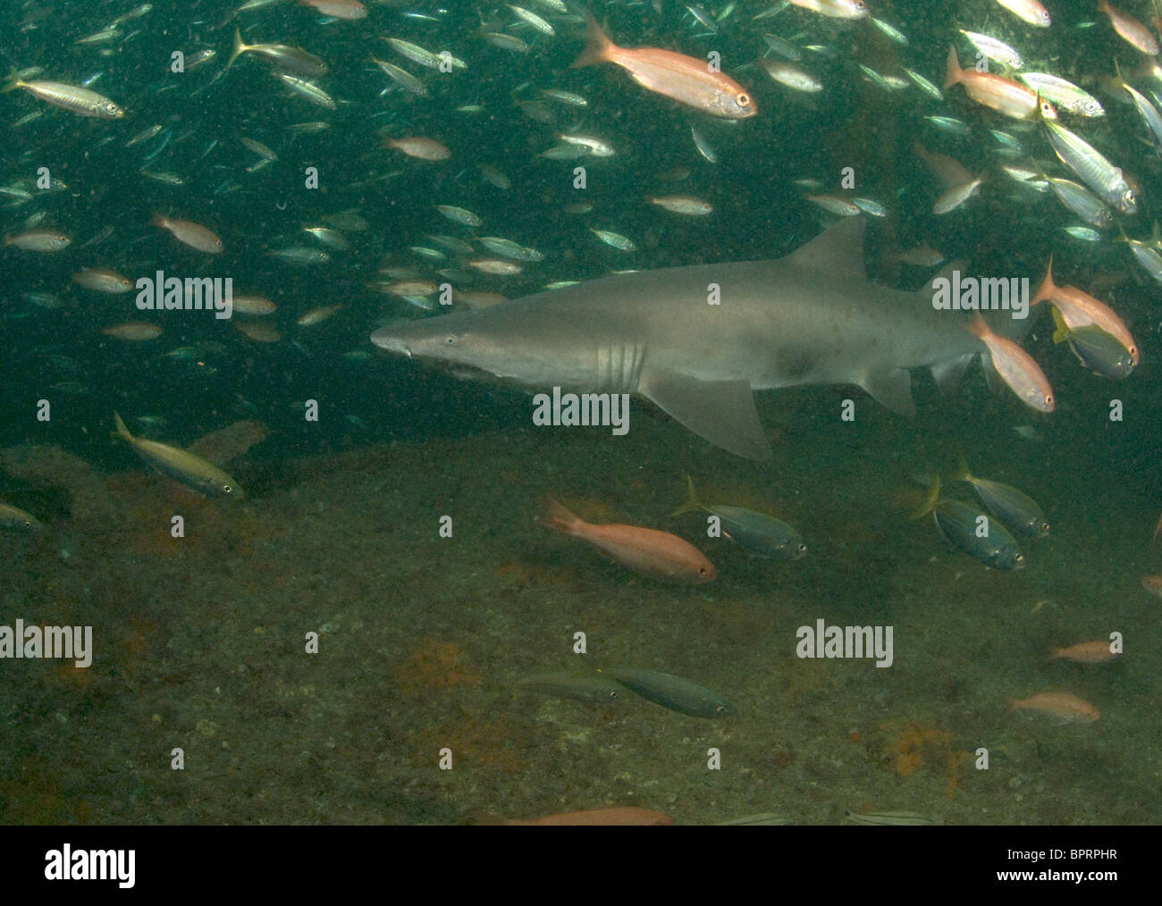 Sand Tiger Shark, Odontaspis taurus, on wreck of the Spar, off Morehead ...