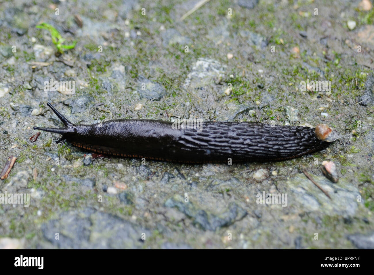 Black snail hi-res stock photography and images - Alamy