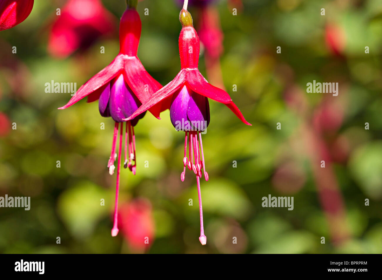 Single flowered Fuchsia, variety unknown in bloom in early Autumn in UK ...