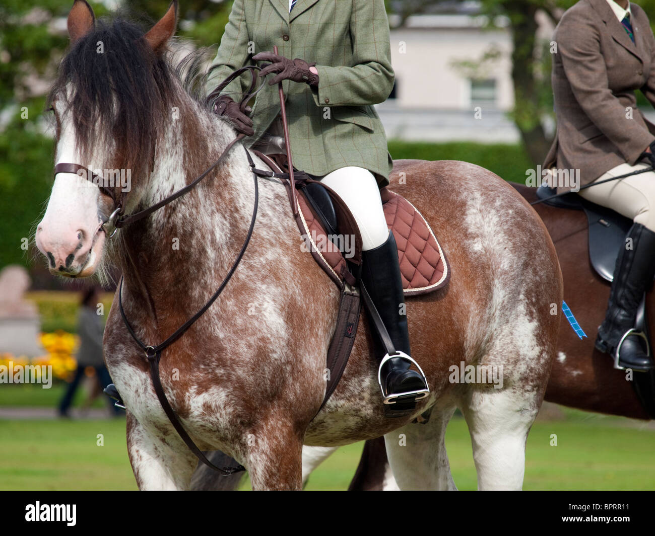 Riding Clydesdale Horses Stock Photo - Alamy