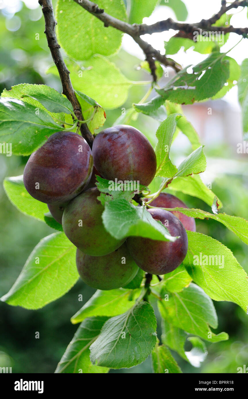 Red plums hi-res stock photography and images - Alamy