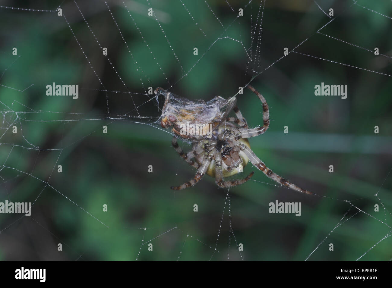Spider with captured prey on orb web. Somerset. UK Stock Photo - Alamy
