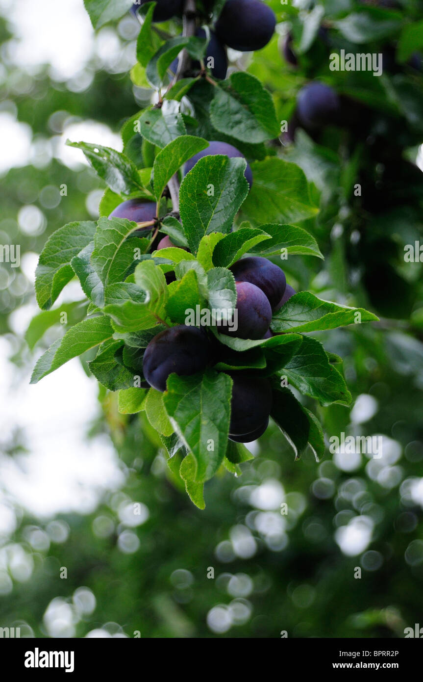 Purple plums hi-res stock photography and images - Alamy