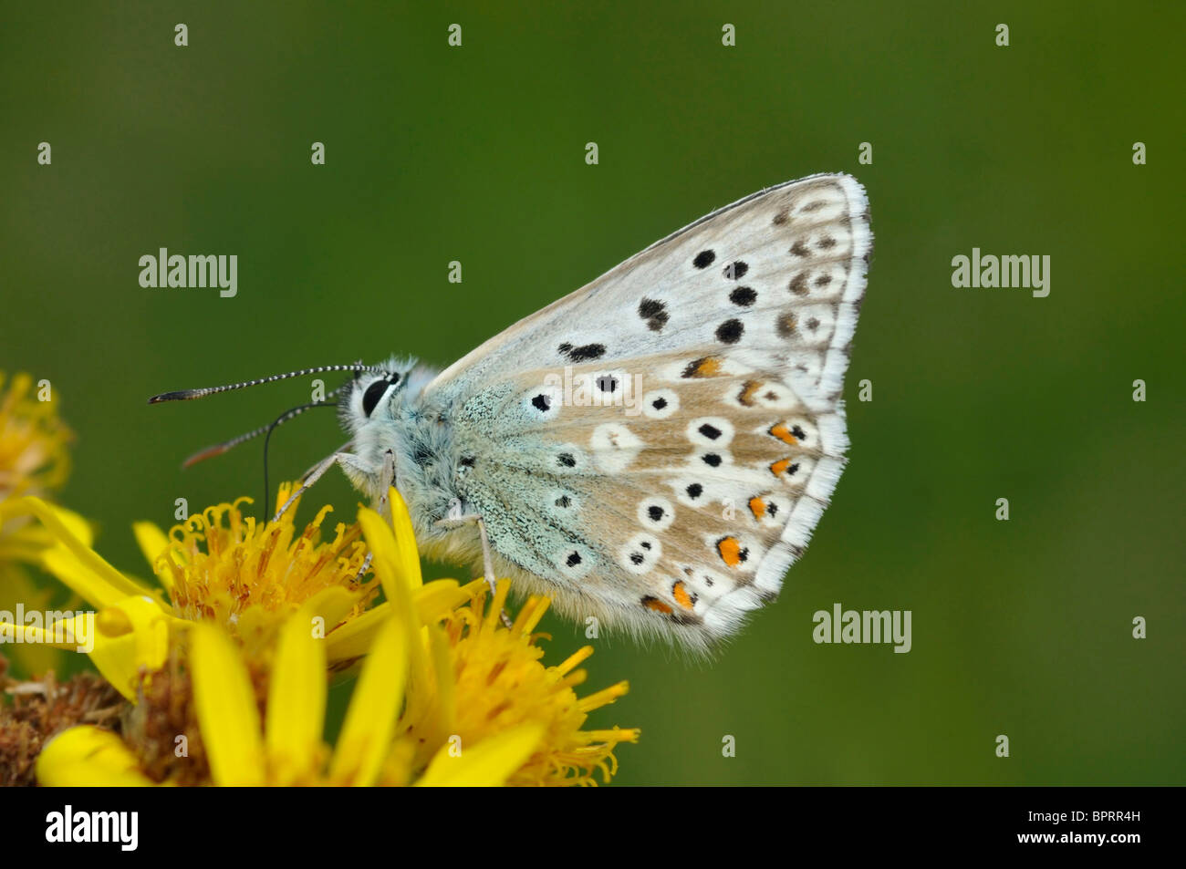 Chalkhill Blue Butterfly - Lysandra coridon Underside on Ragwort flower ...