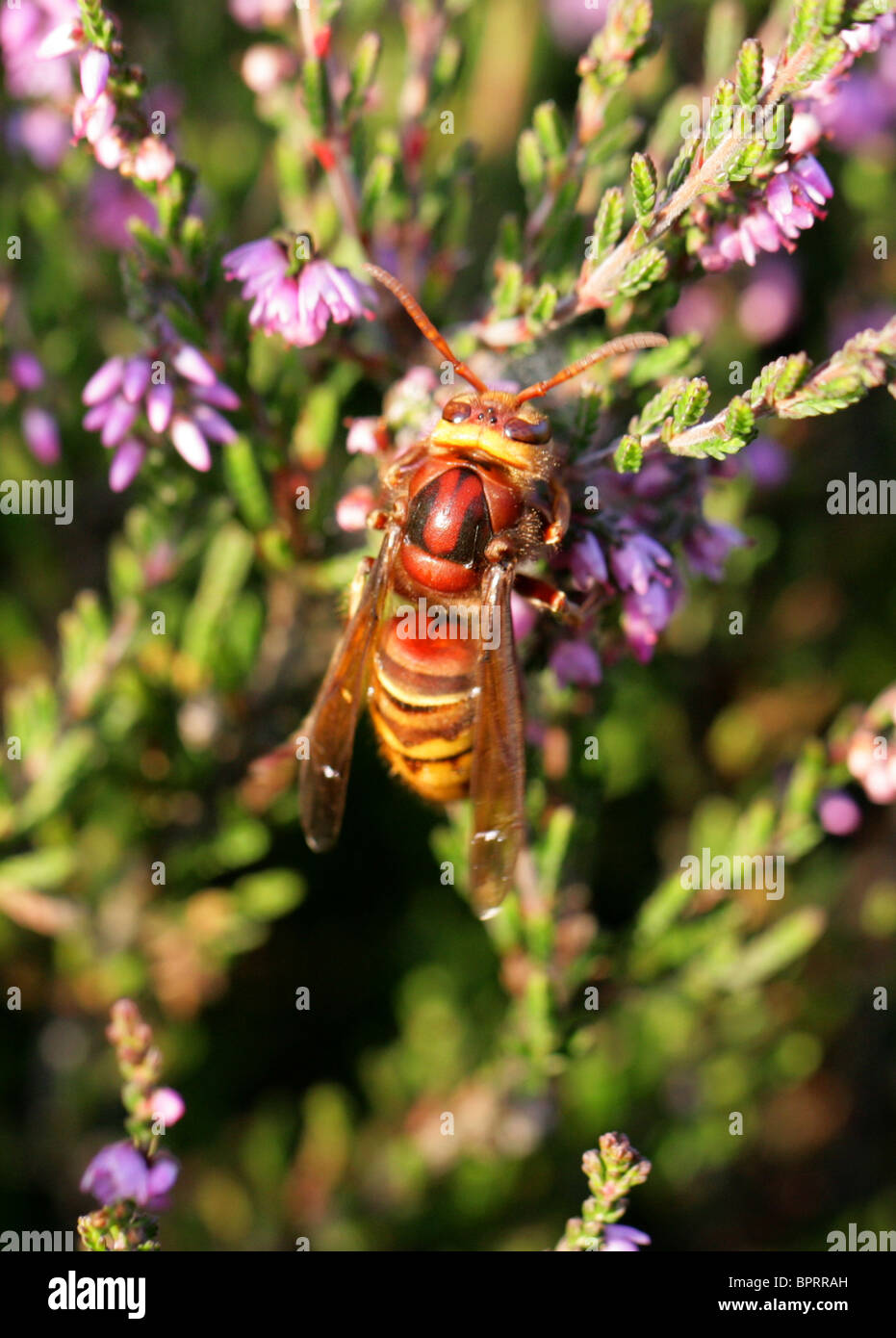 European Hornet, Vespa Crabro, Vespinae, Vespidae, Vespoidea, Apocrita ...