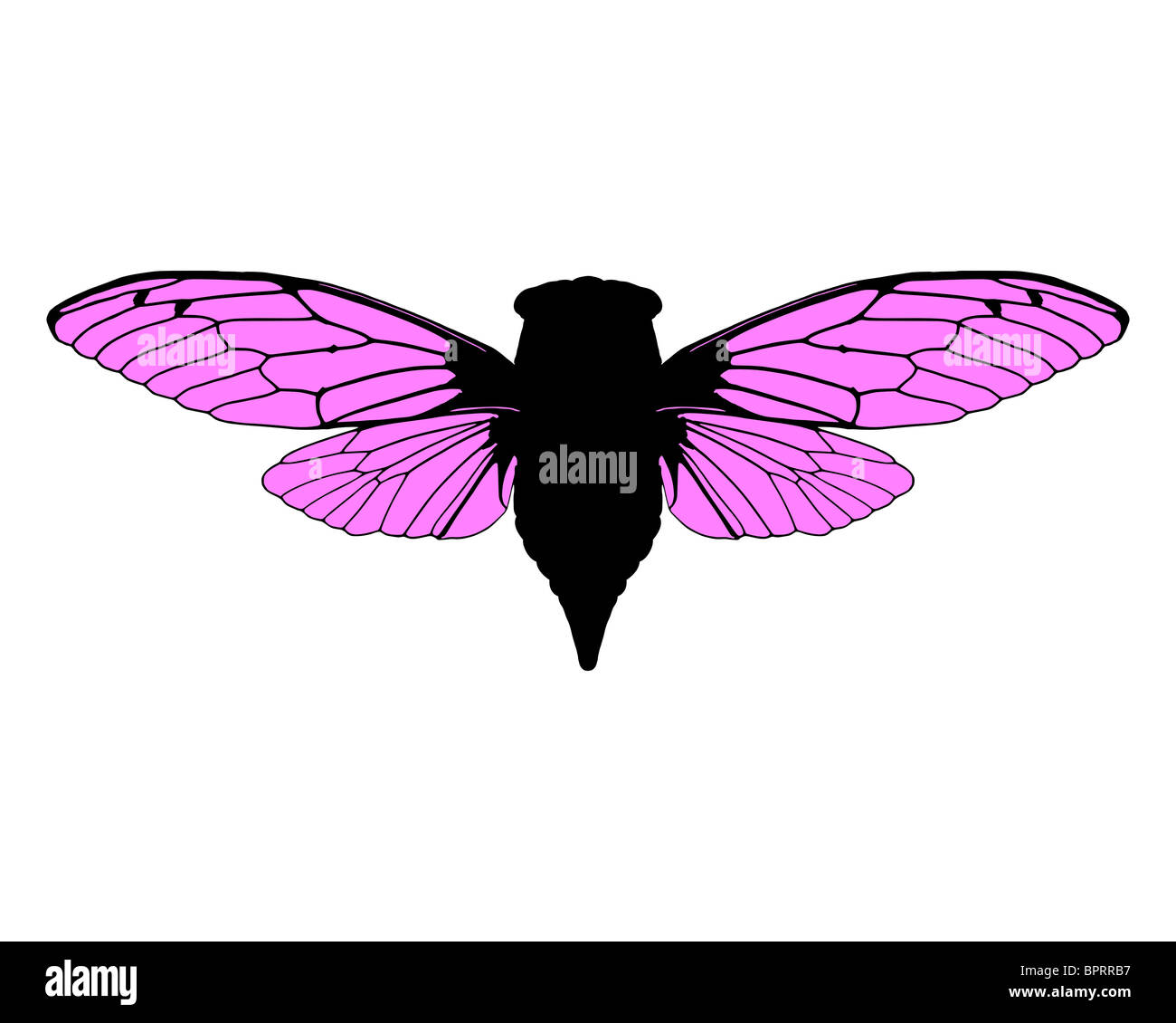 Cicada Illustration Stock Photos & Cicada Illustration Stock Images - Alamy