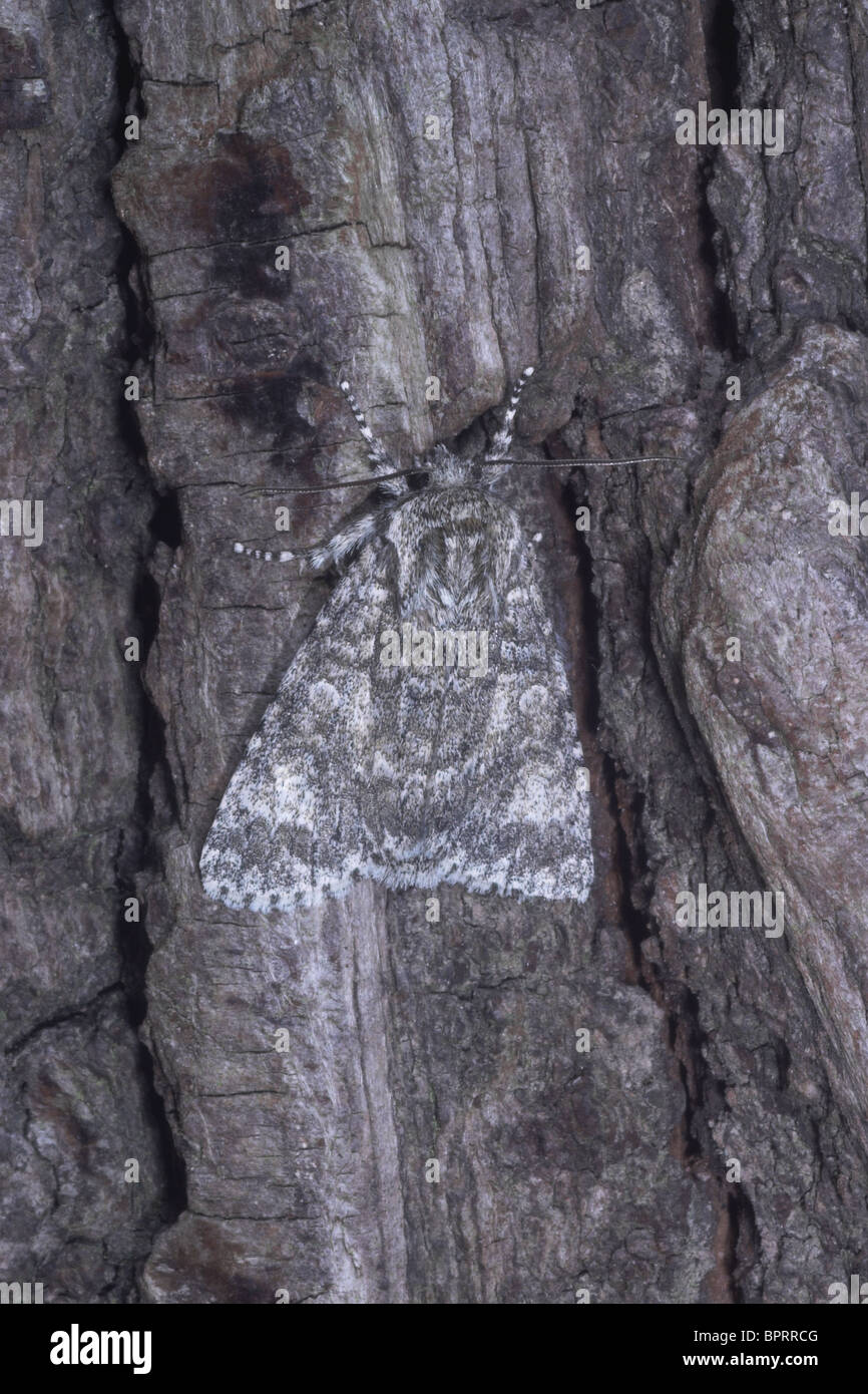 Moth camouflaged on tree hi-res stock photography and images - Alamy