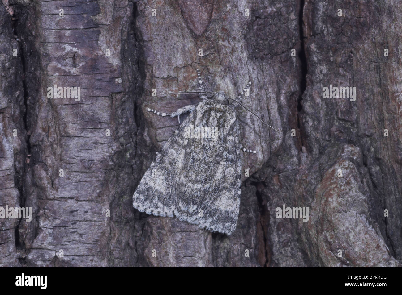 Moth camouflage tree hi-res stock photography and images - Alamy