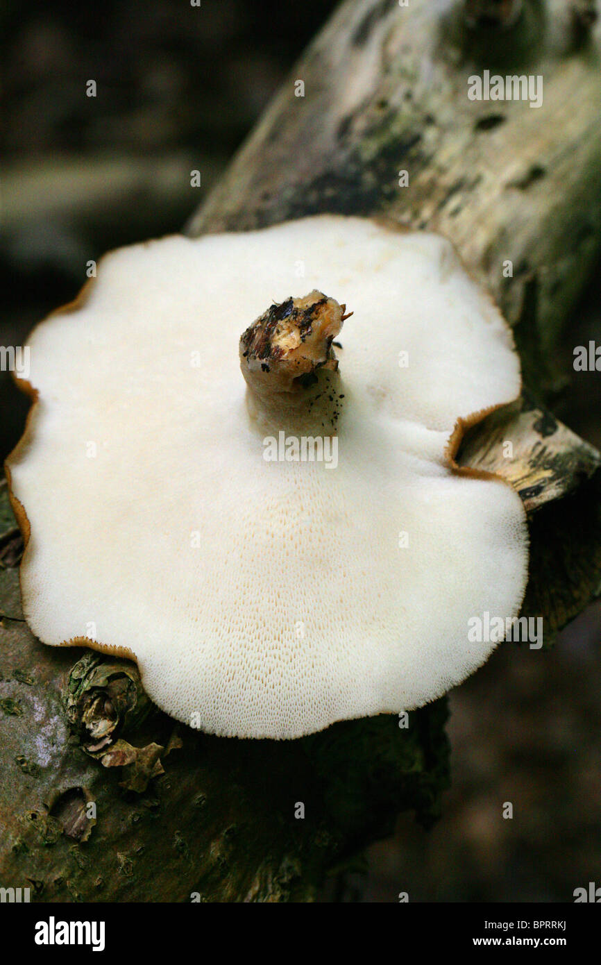 Pore polyporaceae hi-res stock photography and images - Alamy