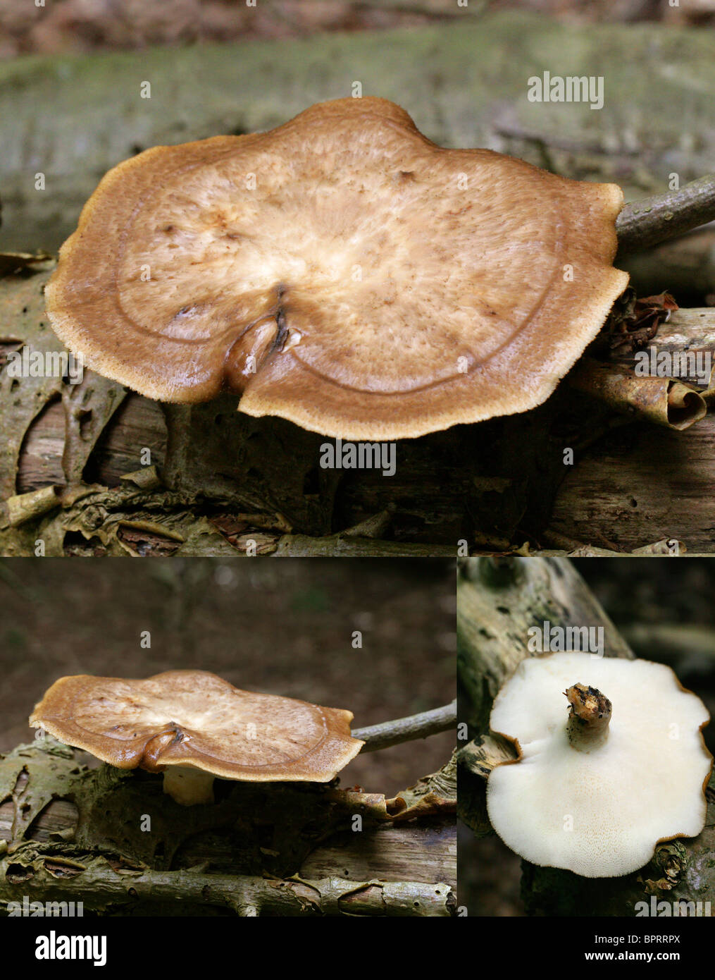 Pore polyporaceae hi-res stock photography and images - Alamy