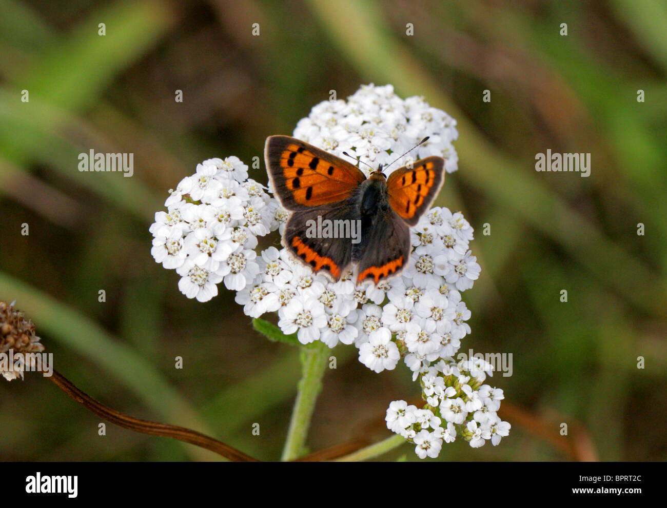 Small Copper Butterfly, Lycaena phlaeas, Lycaenidae. British Butterfly ...