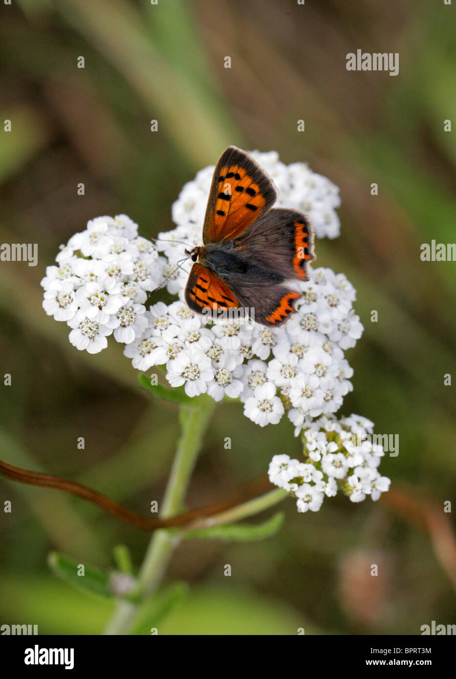 Small Copper Butterfly, Lycaena phlaeas, Lycaenidae. British Butterfly ...