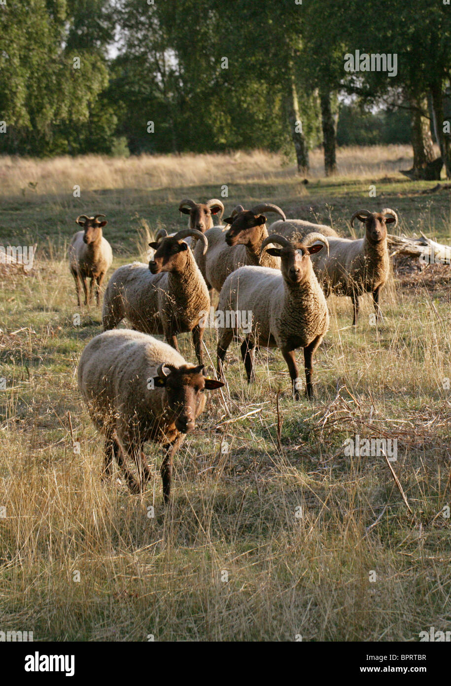 A Flock of Soay Sheep, Ovis aries, Caprinae, Bovidae, Rammamere Heath ...