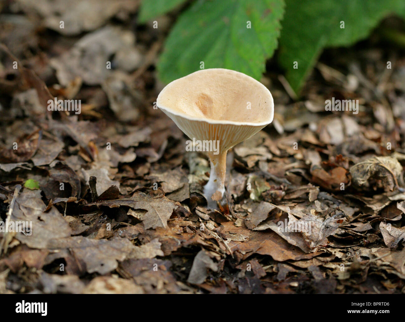 Common Funnel Fungus, Clitocybe gibba, Tricholomataceae. Young Specimen ...