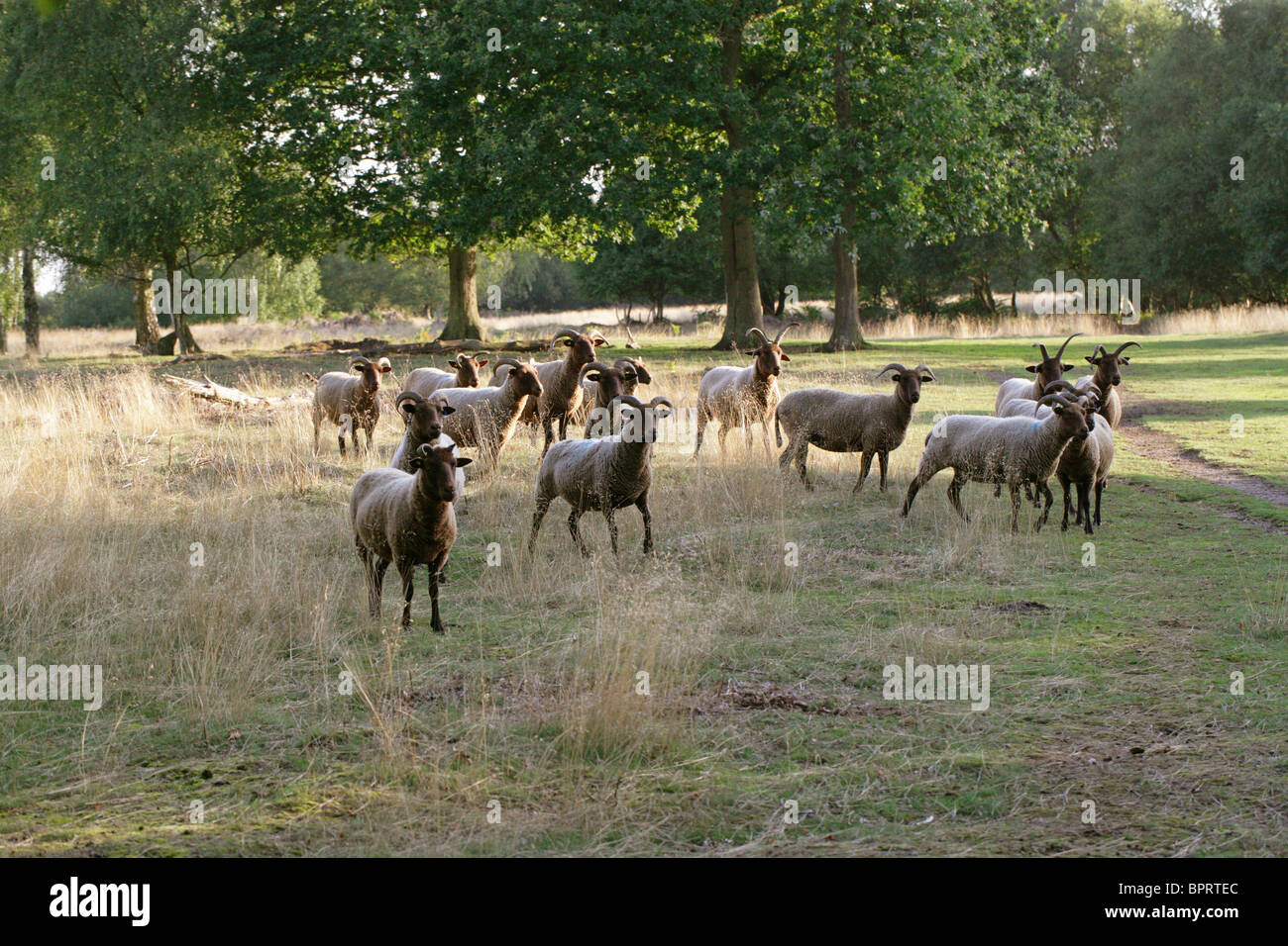 Caprinae hi-res stock photography and images - Alamy