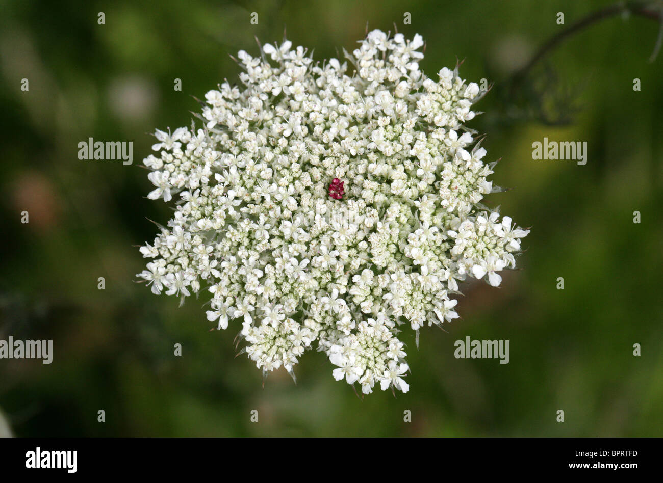 Queen Anne's Lace Rhs