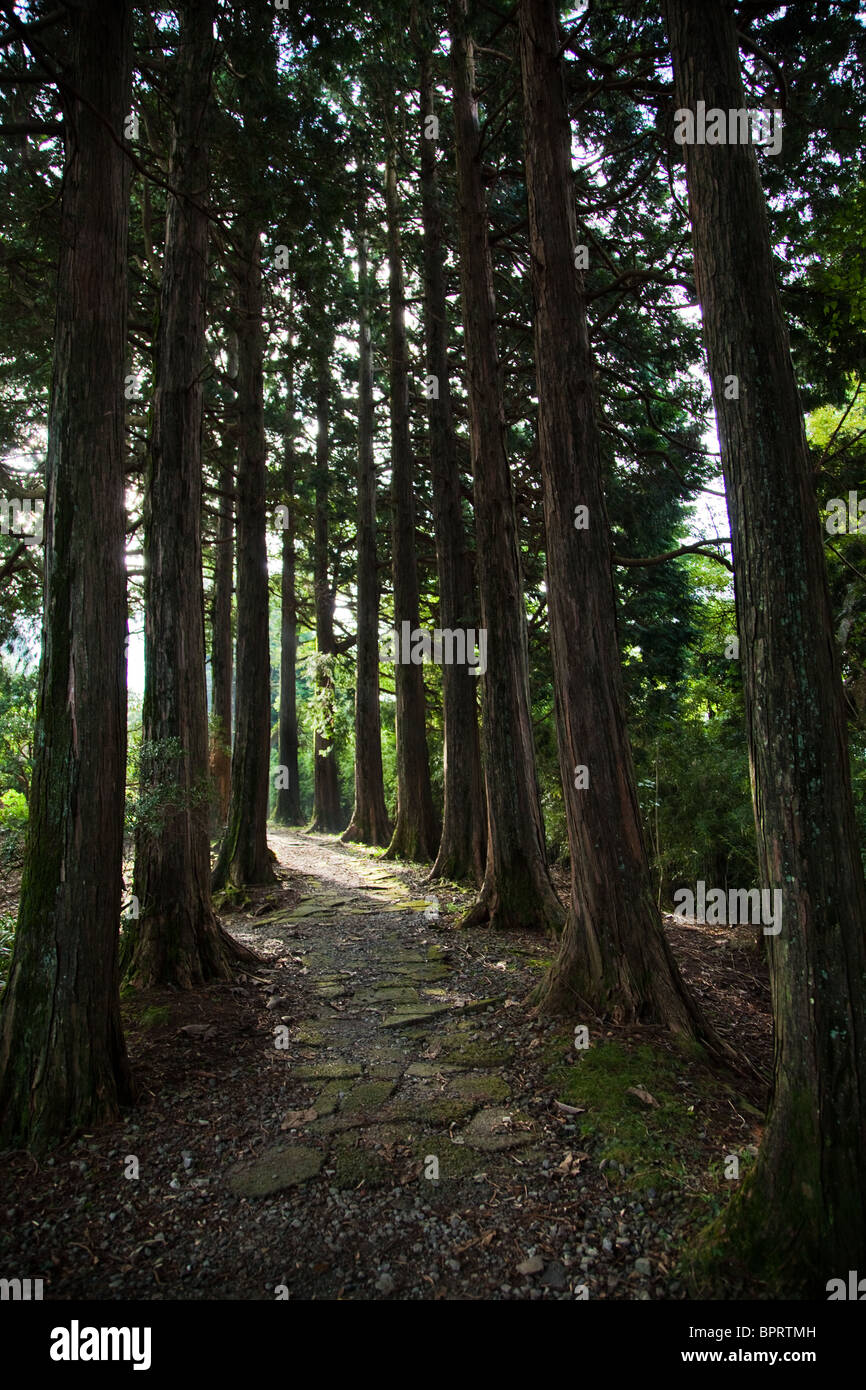Rows of cedar trees on the old road to Lake Ashinoko were planted in ...