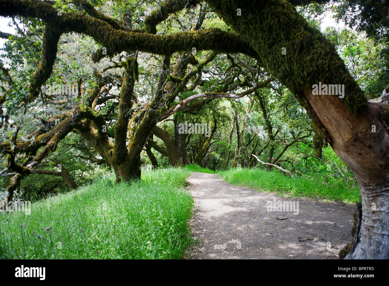 Ancient Oaks along the Ancient Oaks Trail, Russian Ridge Open Space ...