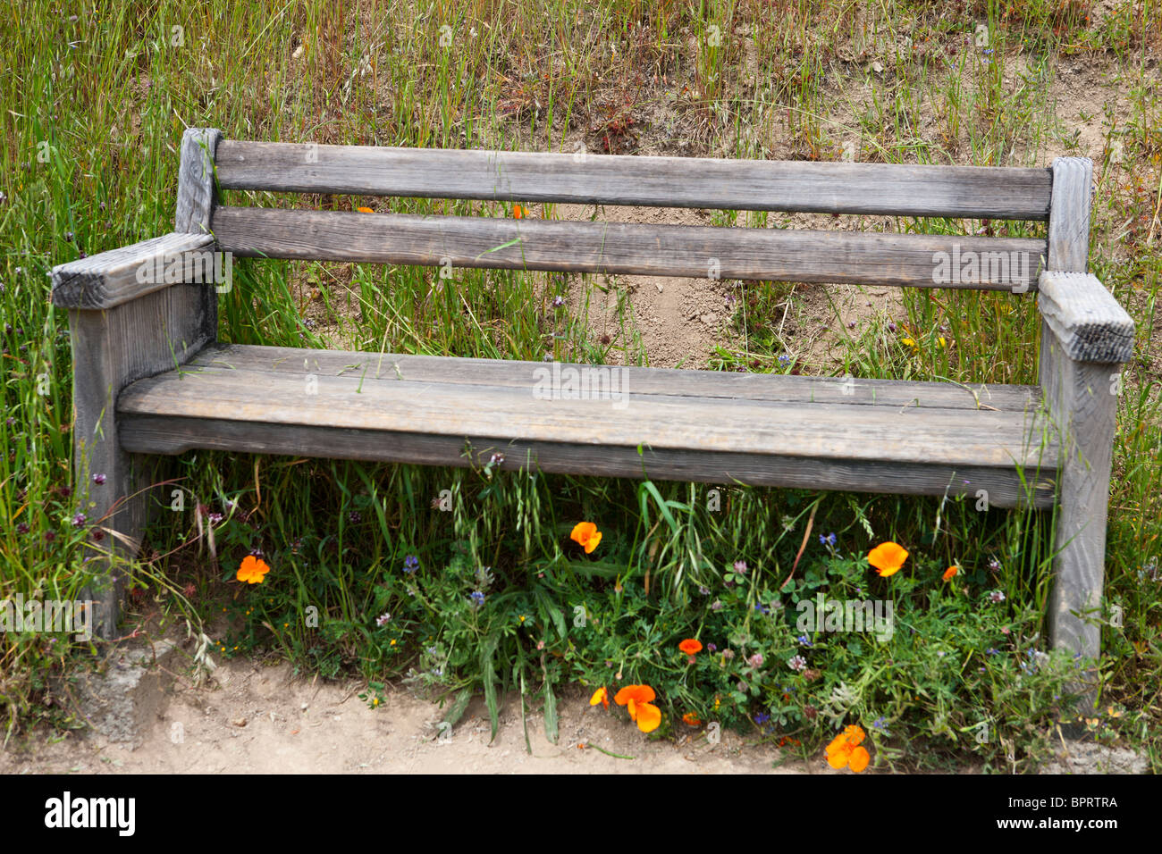 Wooden bench along a trail surrounded by tall grass and wild flowers ...