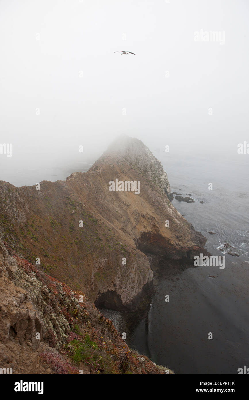 Cliffs covered with mist, Anacapa Island, Channel Islands National Park ...