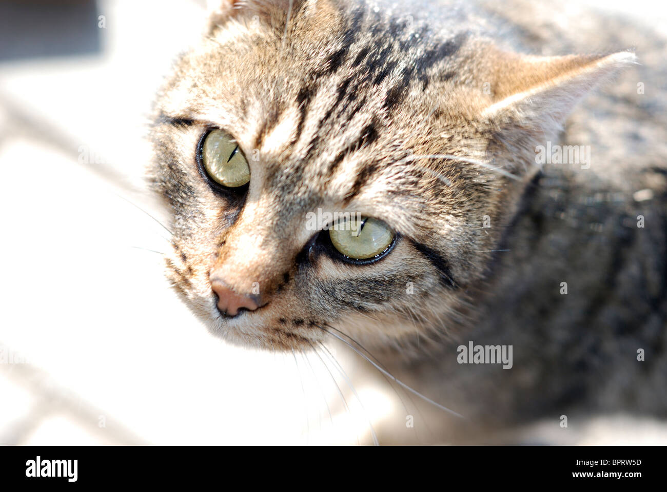 Staring street cat hi-res stock photography and images - Alamy