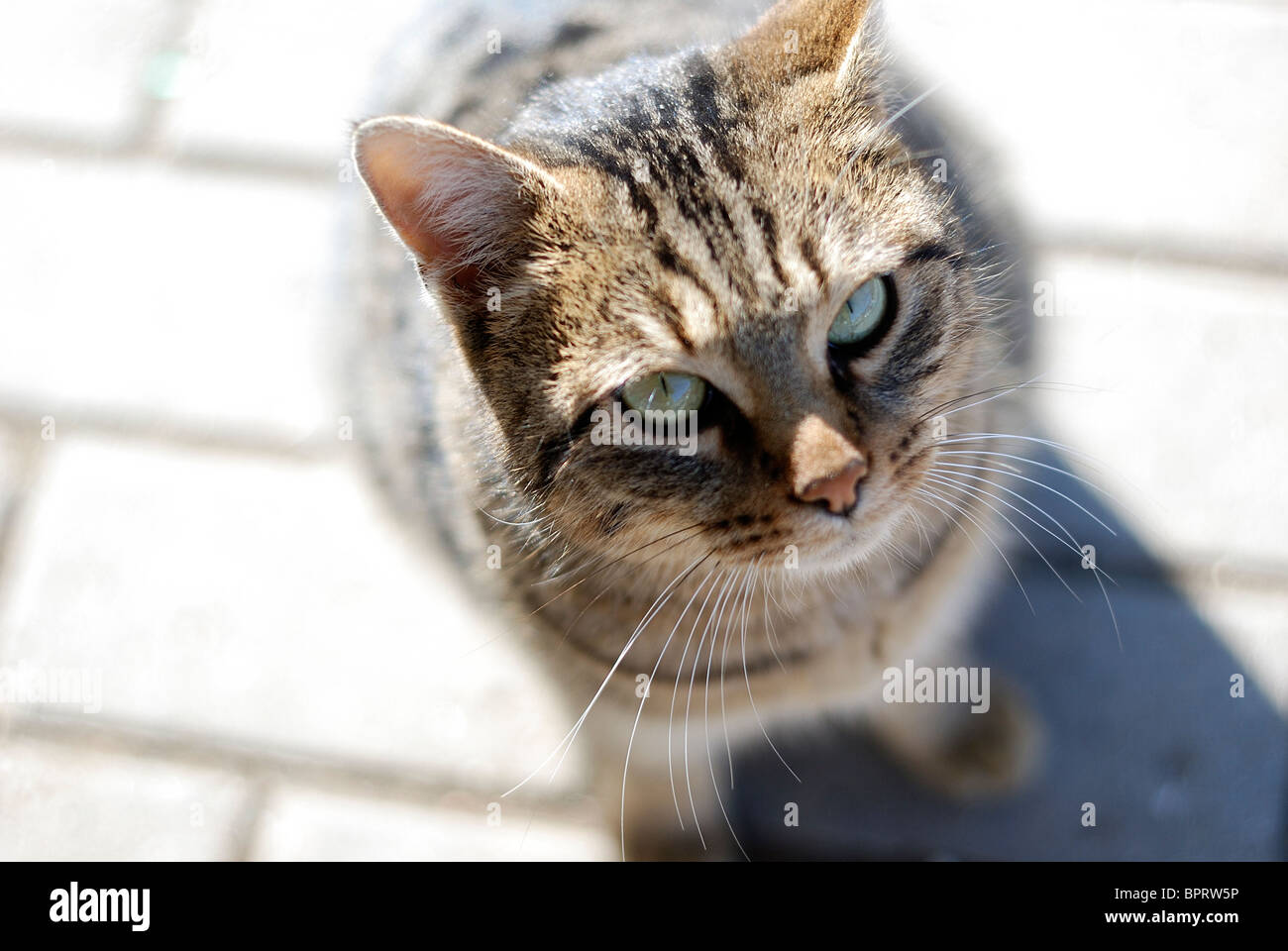 Staring street cat hi-res stock photography and images - Alamy