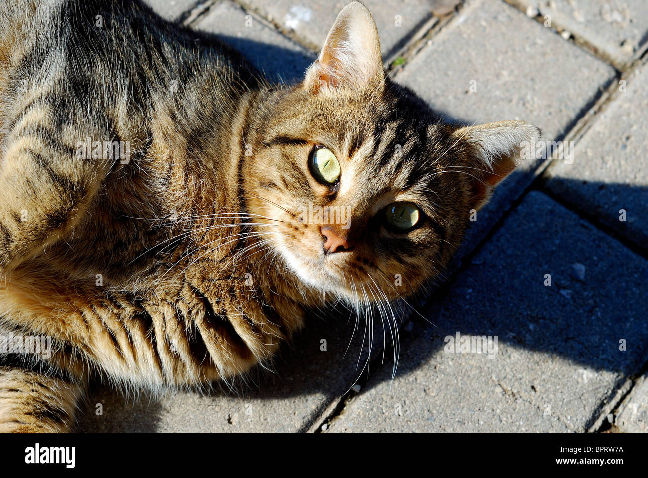 Staring street cat hi-res stock photography and images - Alamy