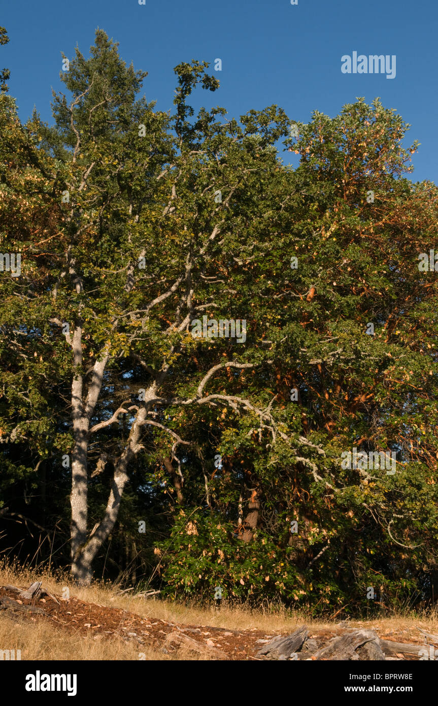 Canada ecosystem salt spring island hi-res stock photography and images ...