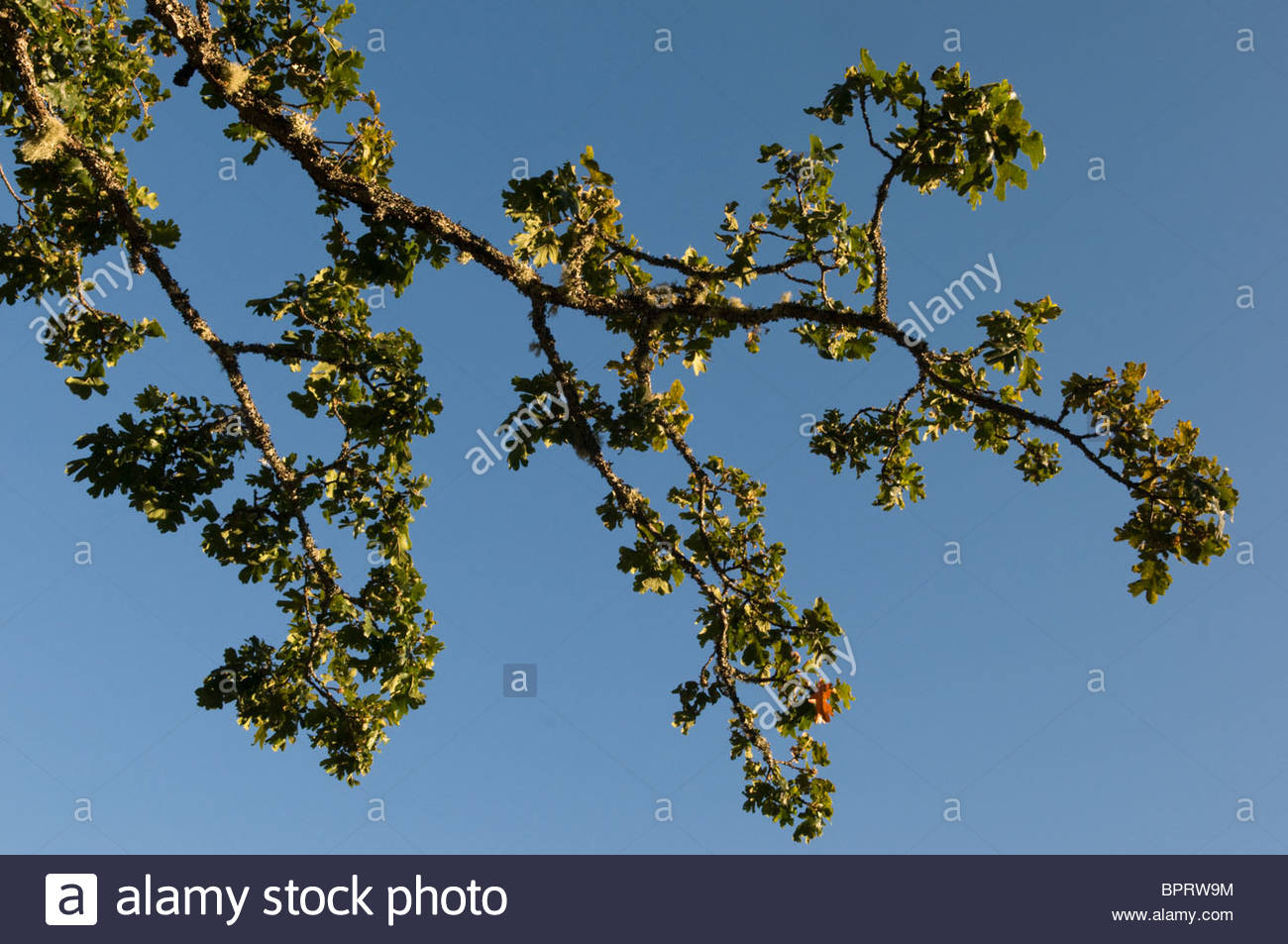 Garry Oak Trees British Columbia Stock Photos & Garry Oak Trees British ...