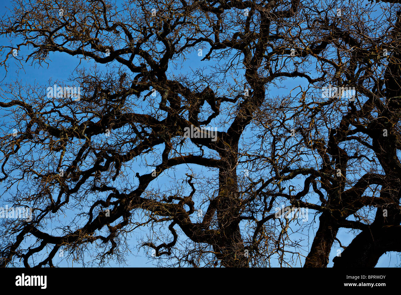 Dormant tree barren tree hi-res stock photography and images - Alamy