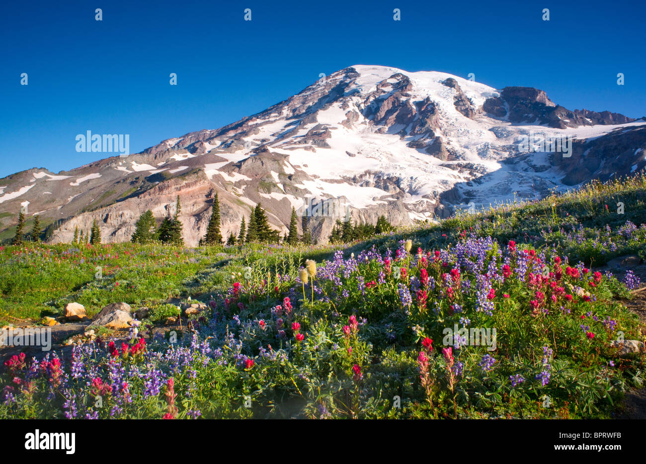 Wildflowers in field around Mount Rainier Stock Photo - Alamy