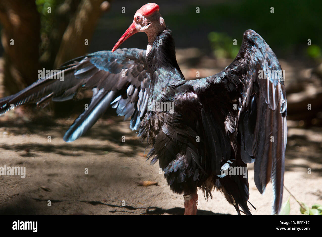 Southern Bald Ibis (Geronticus calvus), San Diego Zoo Safari Park ...