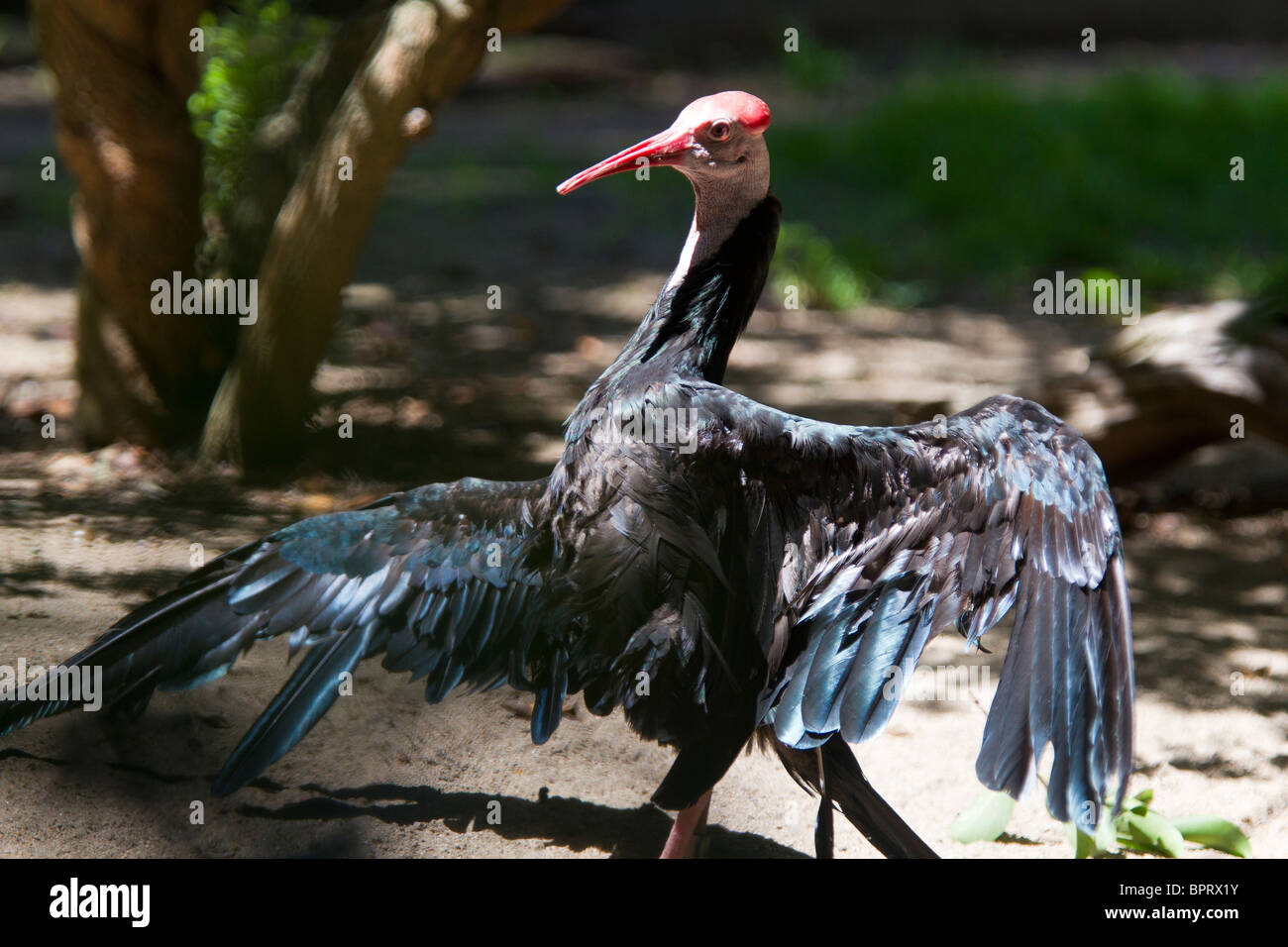 Southern Bald Ibis (Geronticus calvus), San Diego Zoo Safari Park ...