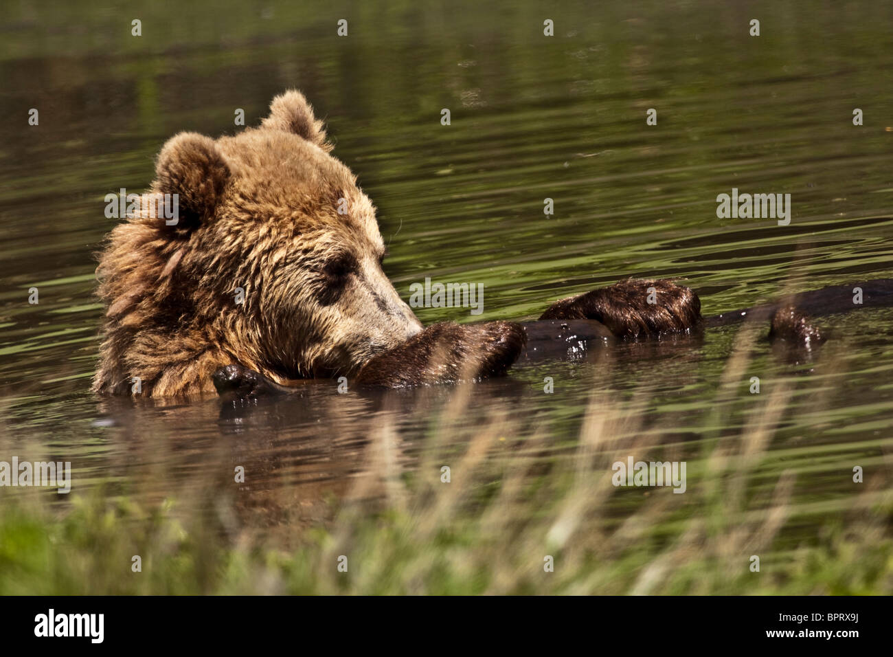 A Brown Bear taking a bath in a pool Stock Photo - Alamy