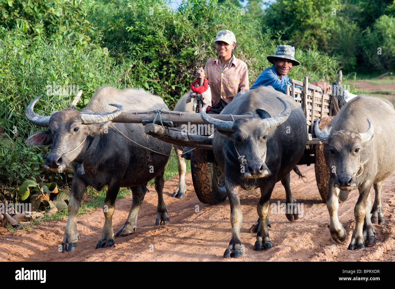 Oxen cart near Kompong Thom, Cambodia Stock Photo - Alamy