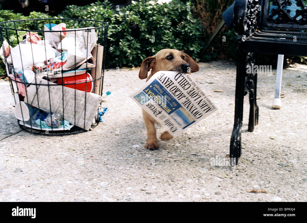 The Odie High Resolution Stock Photography and Images - Alamy