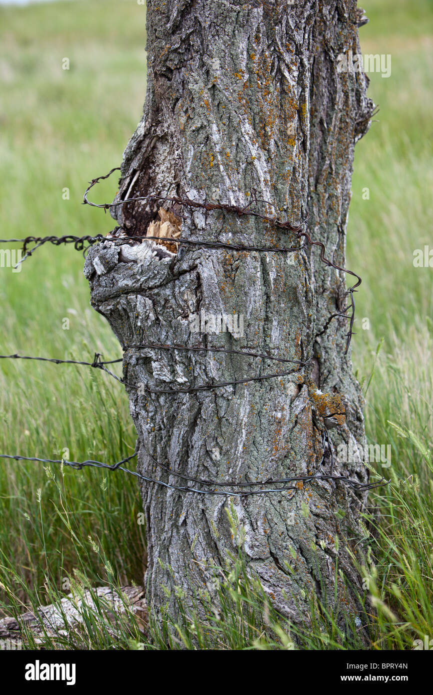 Three strands of barbed wire fence on old gray tree Stock Photo - Alamy