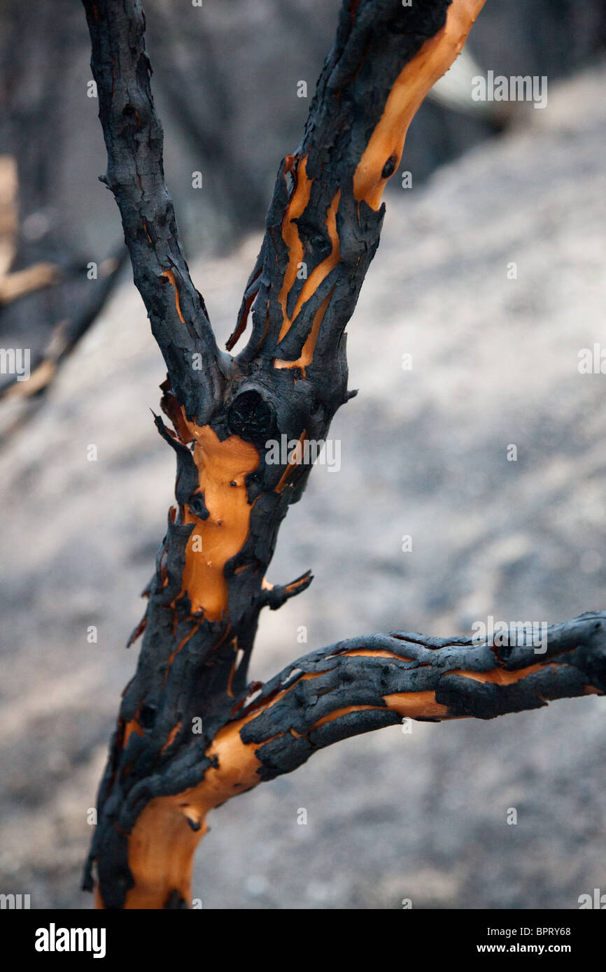Closeup of burned Manzanita branch after forest fire Stock Photo - Alamy