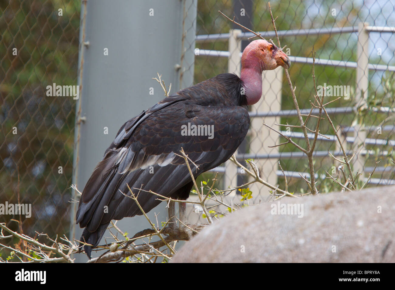 Condor zoo us hi-res stock photography and images - Alamy