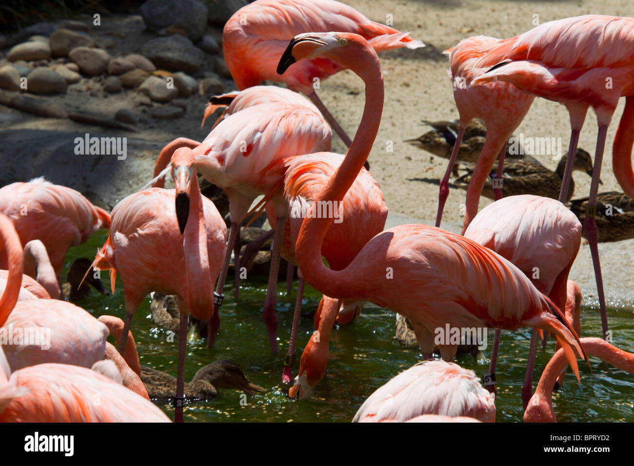 Vertical flamingos hi-res stock photography and images - Alamy