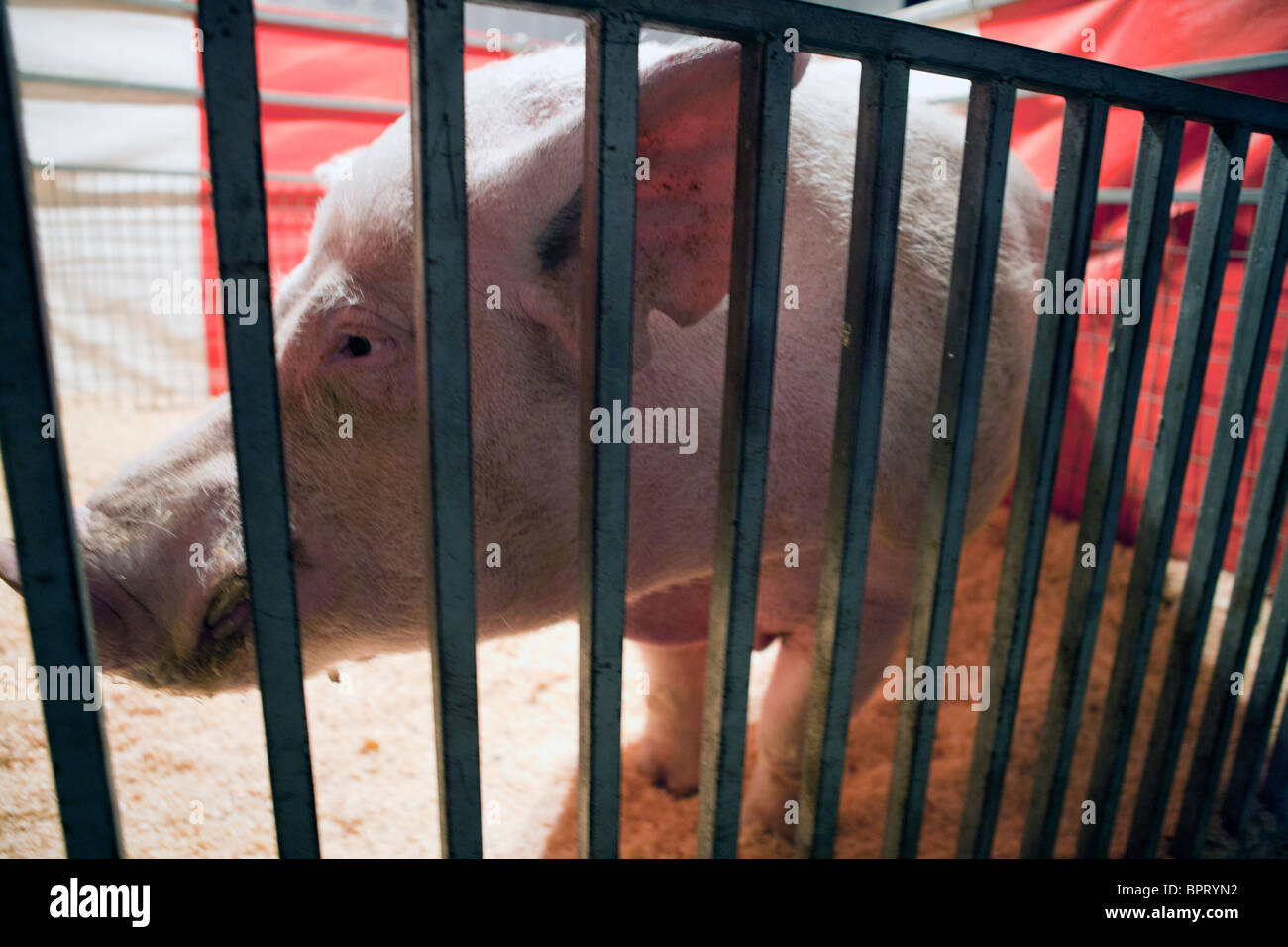 1,000 pound pig in a cage, California Mid-State Fair, Paso Robles ...